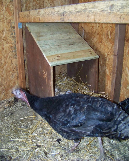 DIY Turkey Nest Box